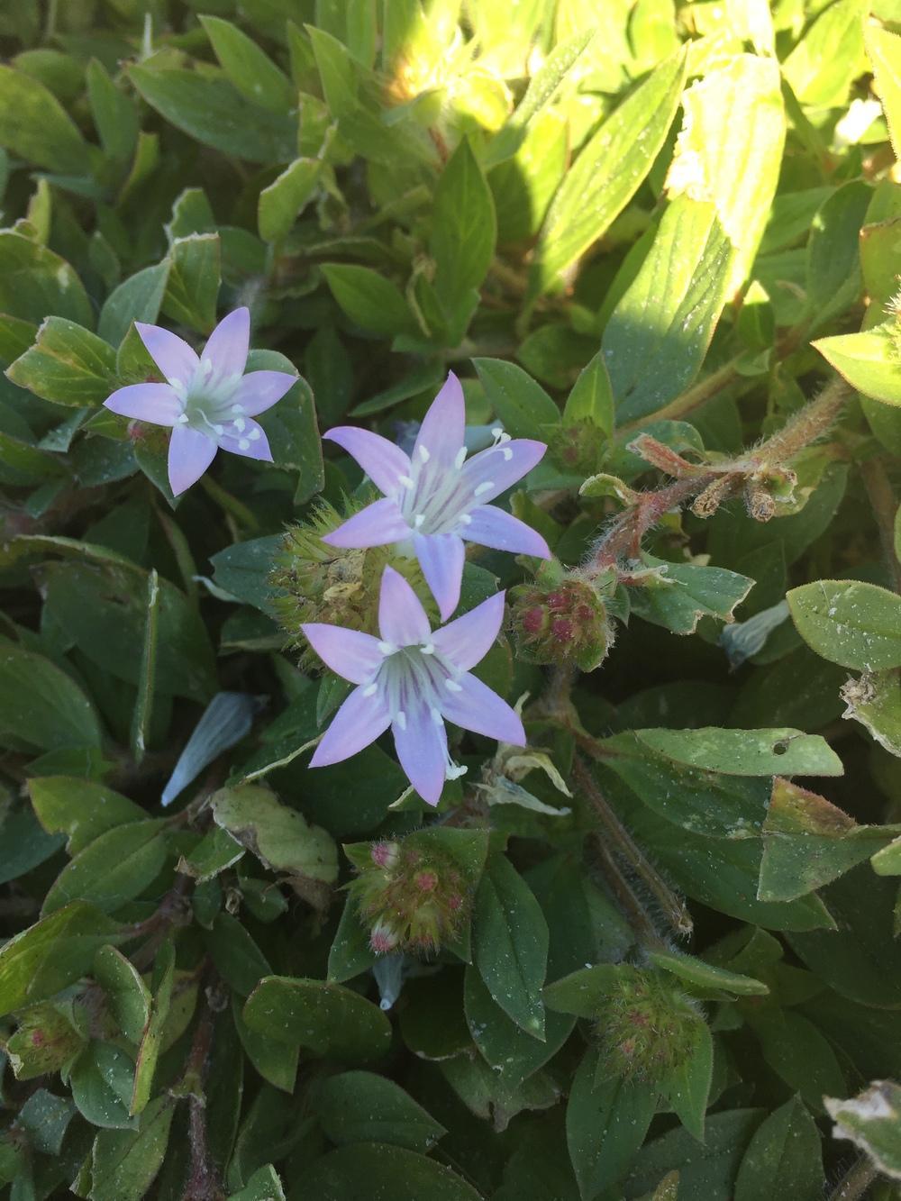 Photo of the bloom of Largeflower Mexican Clover (Richardia grandiflora ...