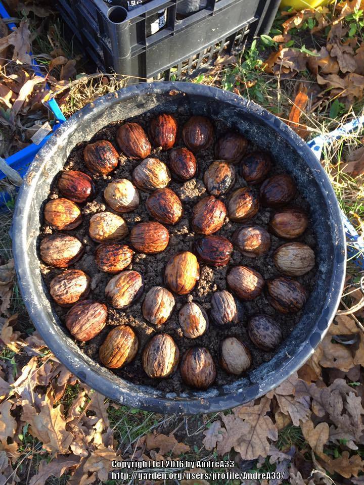 Photo of the fruit of Walnut (Juglans regia) posted by AndreA33 ...