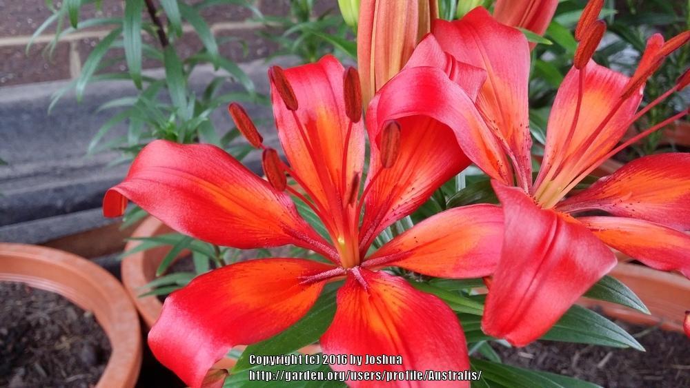 Photo of the stamens, filaments and pistils of Lily (Lilium 'Matrix ...