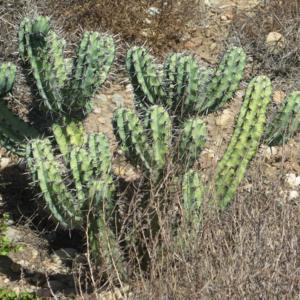 Cochal (Myrtillocactus cochal) - Garden.org