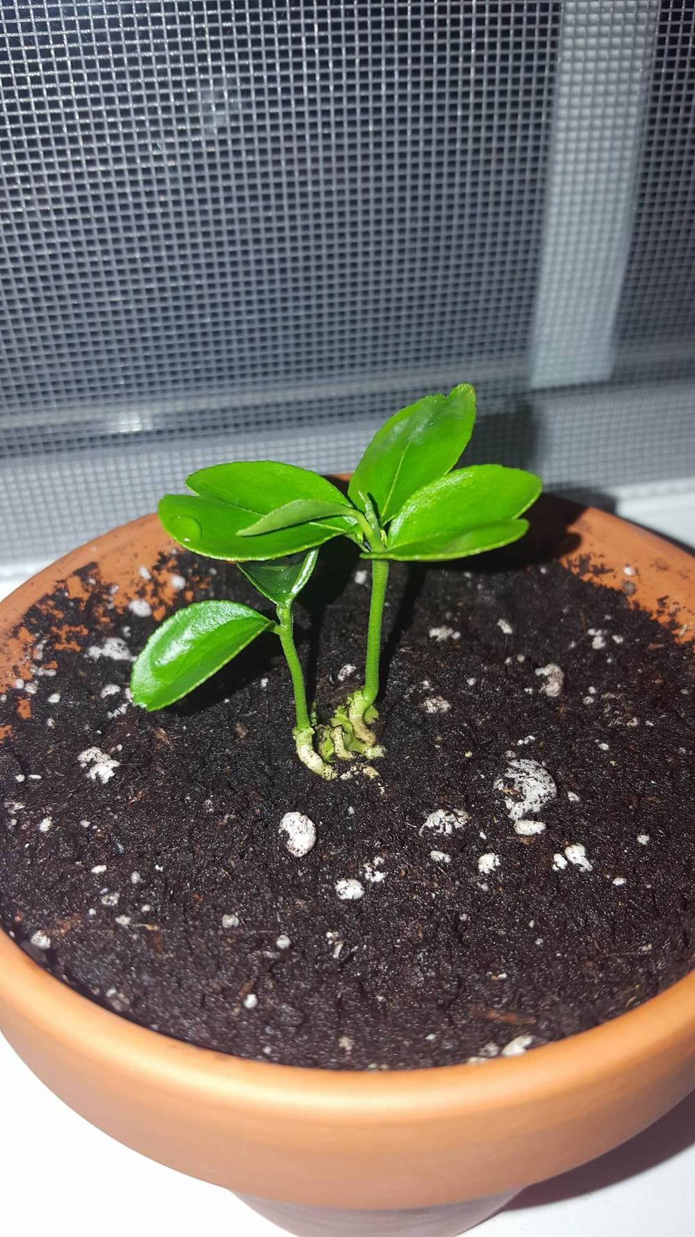Photo of the seedling or young plant of Grapefruit (Citrus x aurantium ...