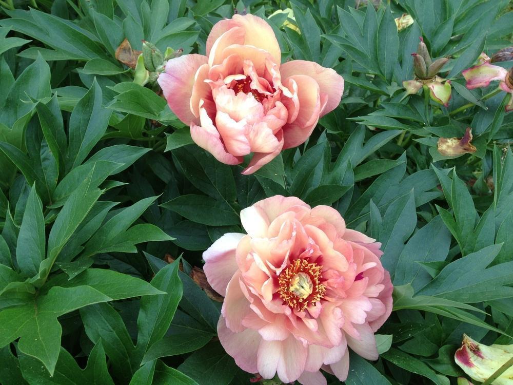 Please Share Your Best Itoh Peony Pics in the Peonies forum - Garden.org