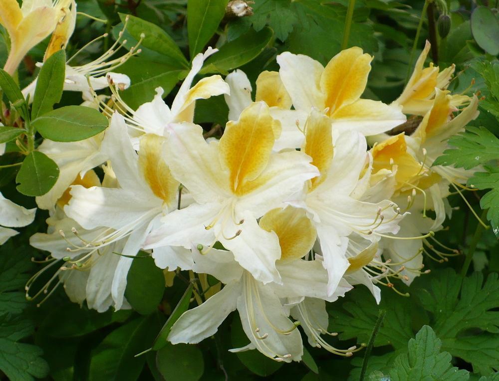 Photo of the bloom of Azalea (Rhododendron 'Northern Hi-lights') posted ...