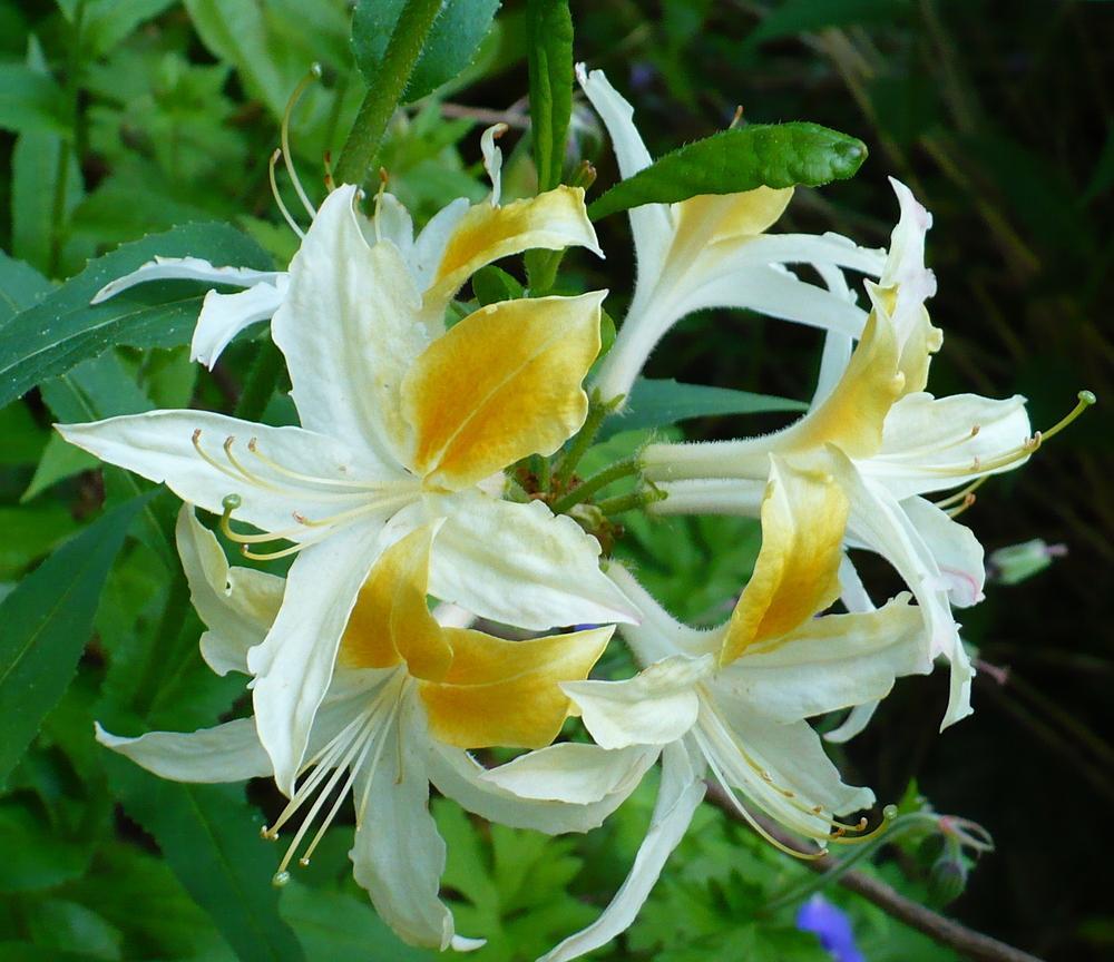 Photo of the bloom of Azalea (Rhododendron 'Northern Hi-lights') posted ...