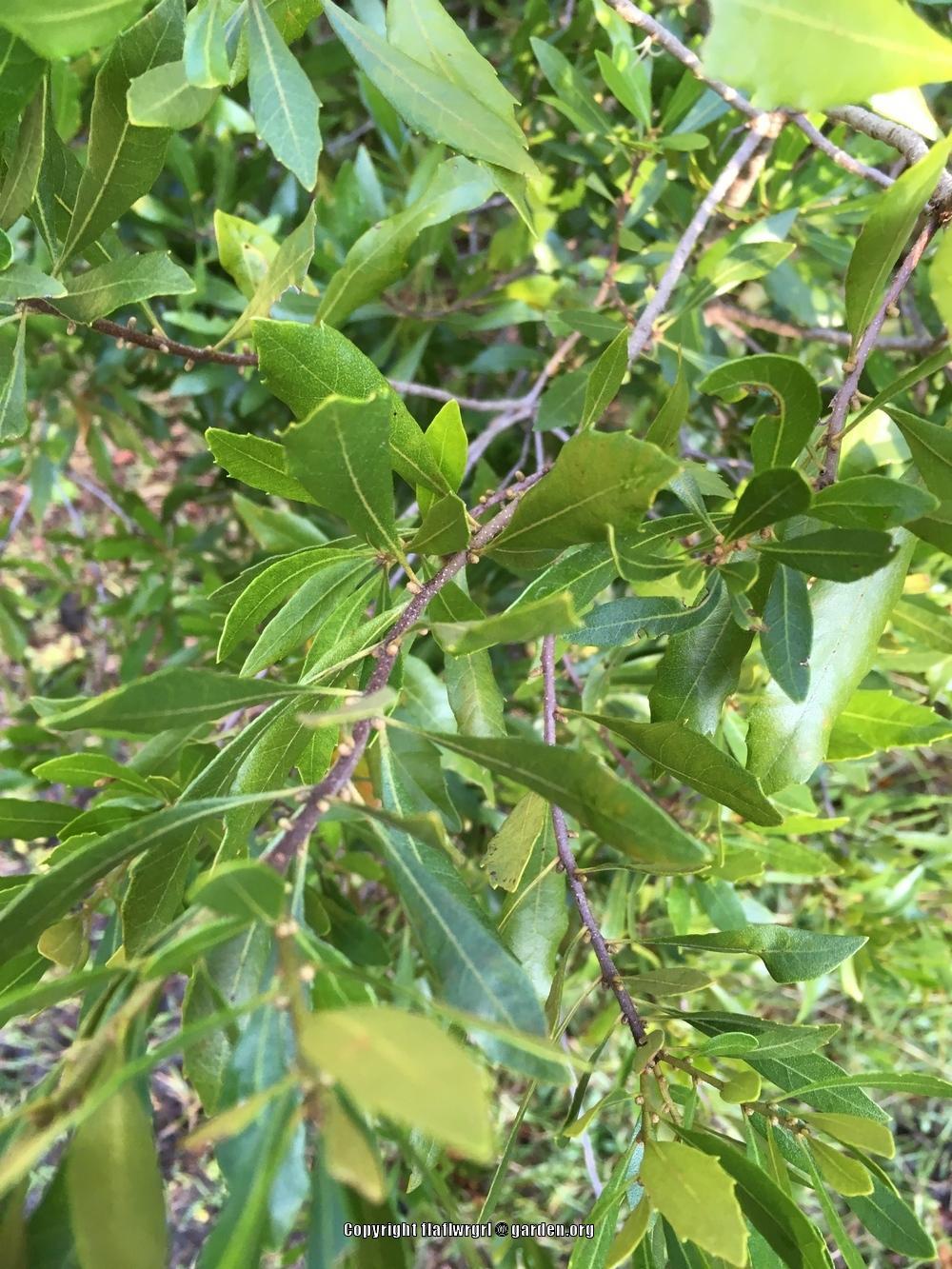 Is this Wax Myrtle? * in the Plant ID forum - Garden.org