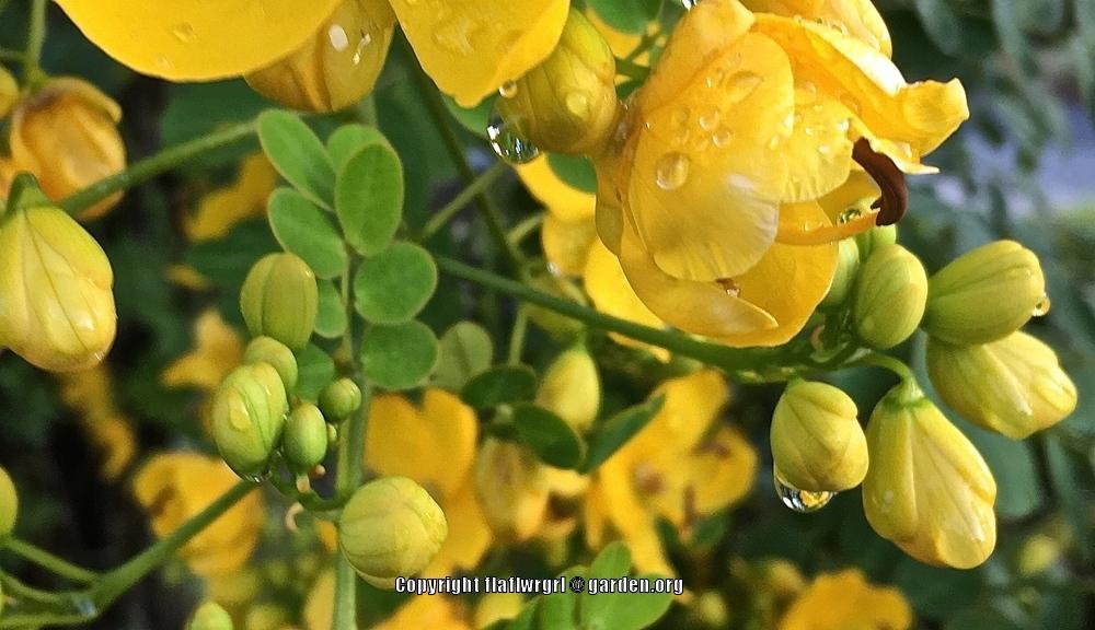 Photo of the closeup of buds, sepals and receptacles of Christmas Senna ...
