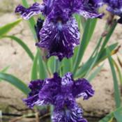 Tall Bearded Iris (Iris 'Splatter Matters') in the Irises Database ...