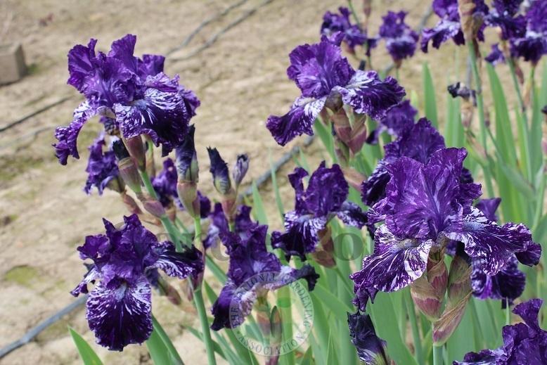 Photo of the bloom of Tall Bearded Iris (Iris 'Splatter Matters ...