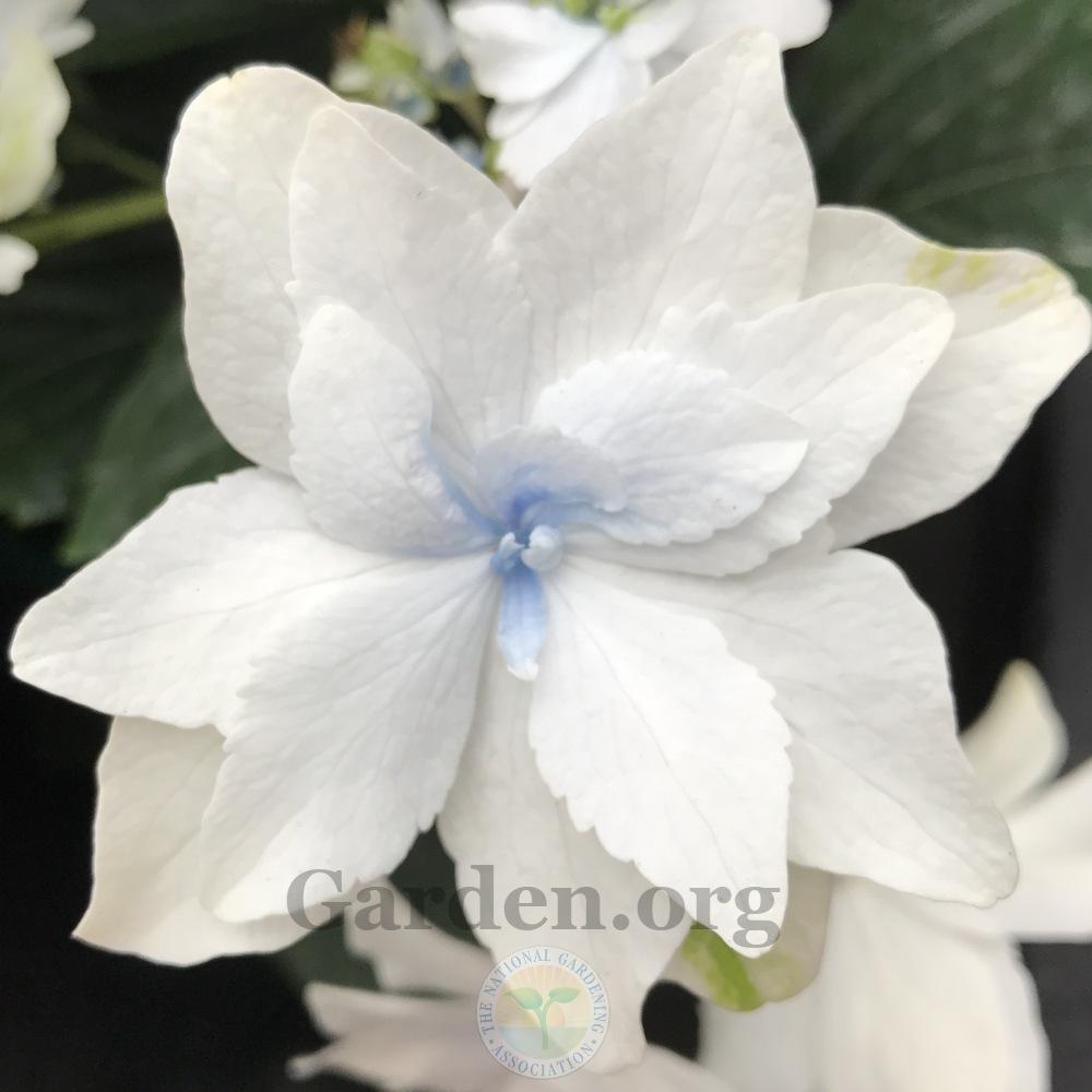 Photo of the bloom of Lacecap Hydrangea (Hydrangea macrophylla 'Hanabi ...