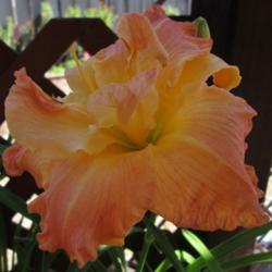 Daylily (Hemerocallis 'Angelic Grin') in the Daylilies Database ...