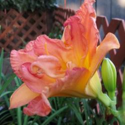 Daylily (Hemerocallis 'Angelic Grin') in the Daylilies Database ...