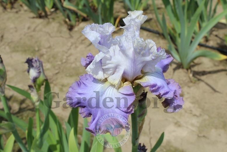 Photo of the bloom of Tall Bearded Iris (Iris 'Tango to the Moonlight') posted by HighdesertNiki ...