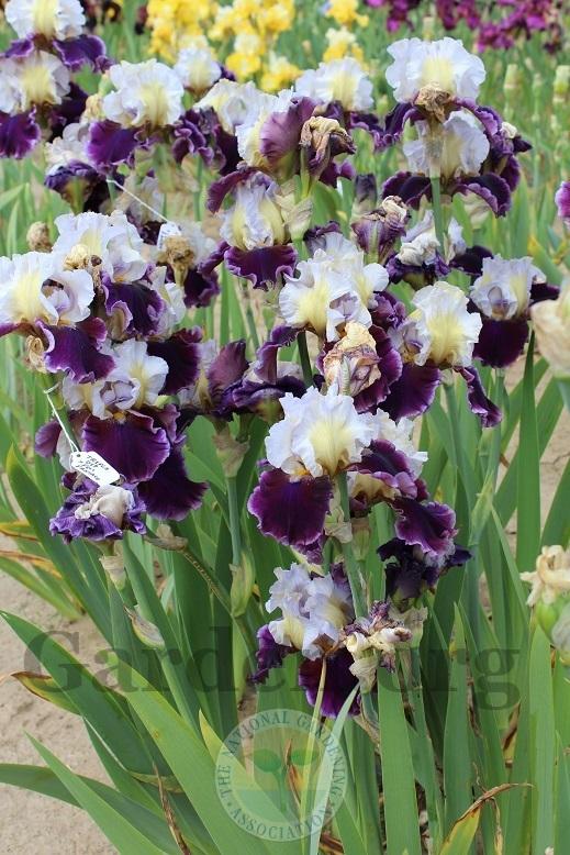 Photo of the bloom of Tall Bearded Iris (Iris 'Triple Dip') posted by HighdesertNiki - Garden.org