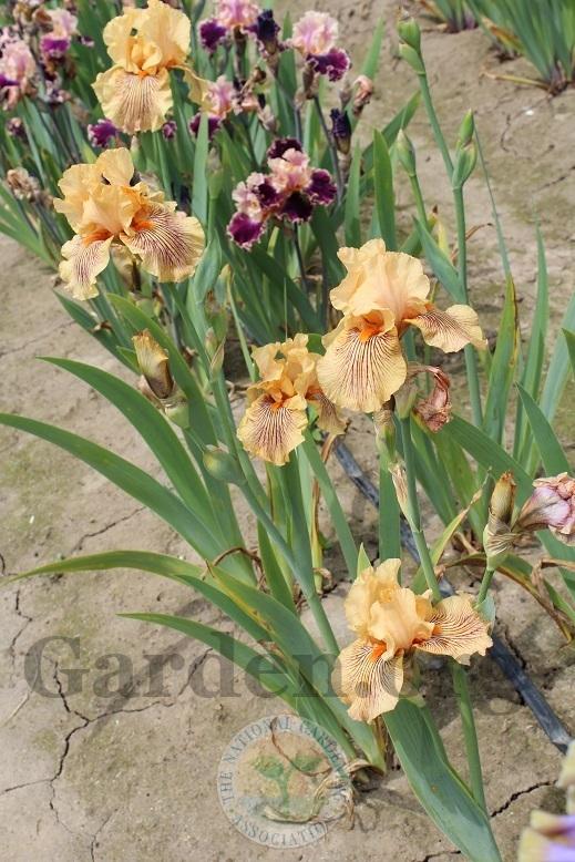 Photo of the bloom of Tall Bearded Iris (Iris 'Teasing Tiger') posted ...