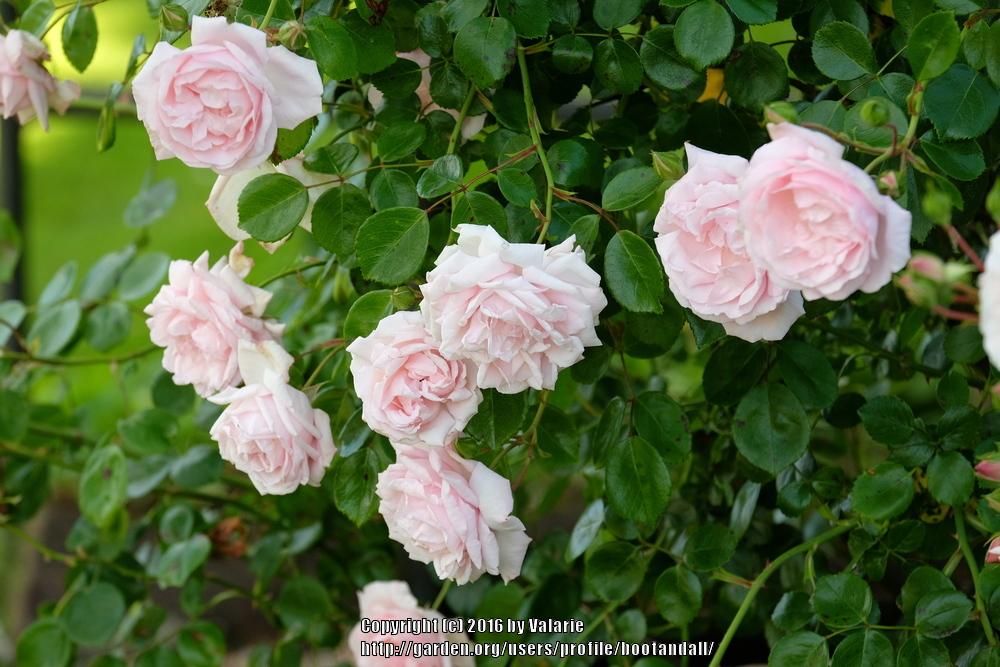 Photo of the bloom of Rose (Rosa 'City of London') posted by bootandall ...