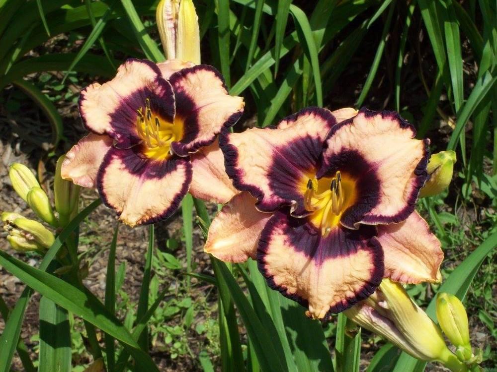 Photo of the bloom of Daylily (Hemerocallis 'Adamas') posted by hillbilly - Garden.org