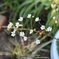 Photo of the bloom of Silver Saxifrage (Saxifraga paniculata) posted by ...