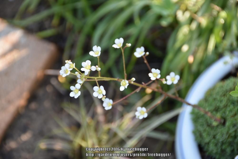 Photo of the bloom of Silver Saxifrage (Saxifraga paniculata) posted by ...