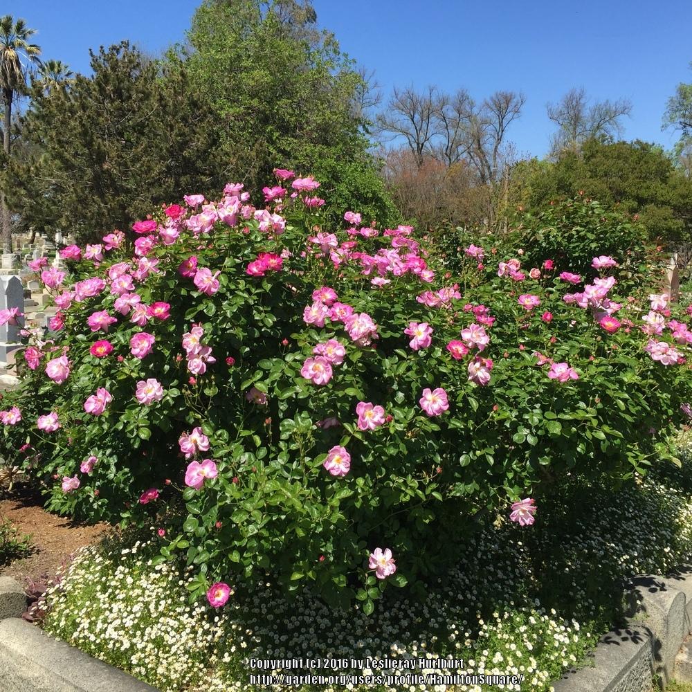 Photo of the entire plant of Rose (Rosa 'Escapade') posted by ...