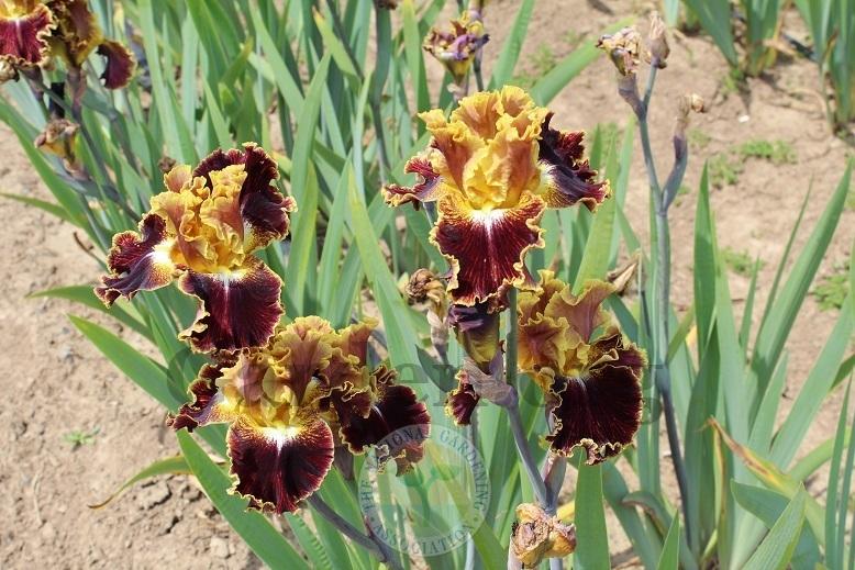 Photo of the bloom of Tall Bearded Iris (Iris 'Volcanic Glow') posted by HighdesertNiki - Garden.org