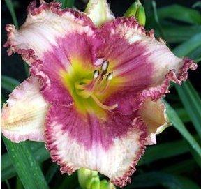 Daylily (Hemerocallis 'Raspberry Blush') in the Daylilies Database ...