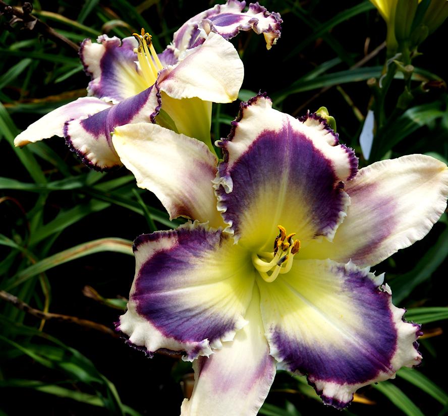 Daylily (Hemerocallis 'Blue Dream') in the Daylilies Database - Garden.org