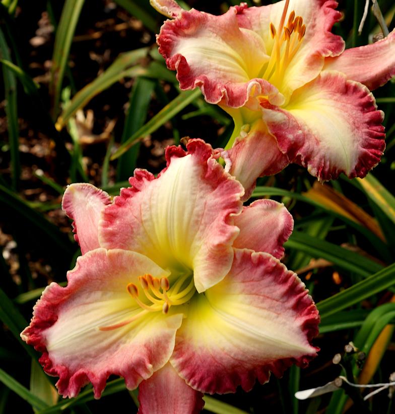 Photo of the bloom of Daylily (Hemerocallis 'Mercer's Song') posted by ...