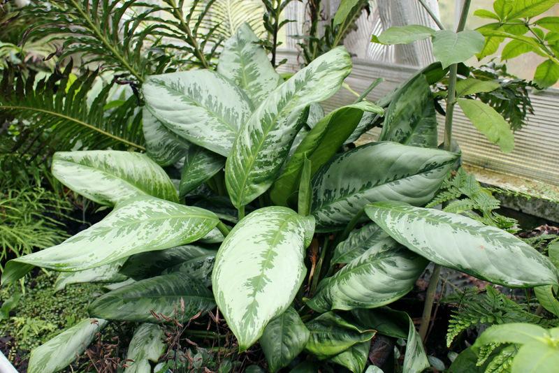 Aglaonemas: Plant Care and Collection of Varieties - Garden.org