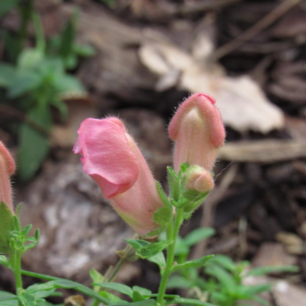 Photo of the closeup of buds, sepals and receptacles of Snapdragon ...