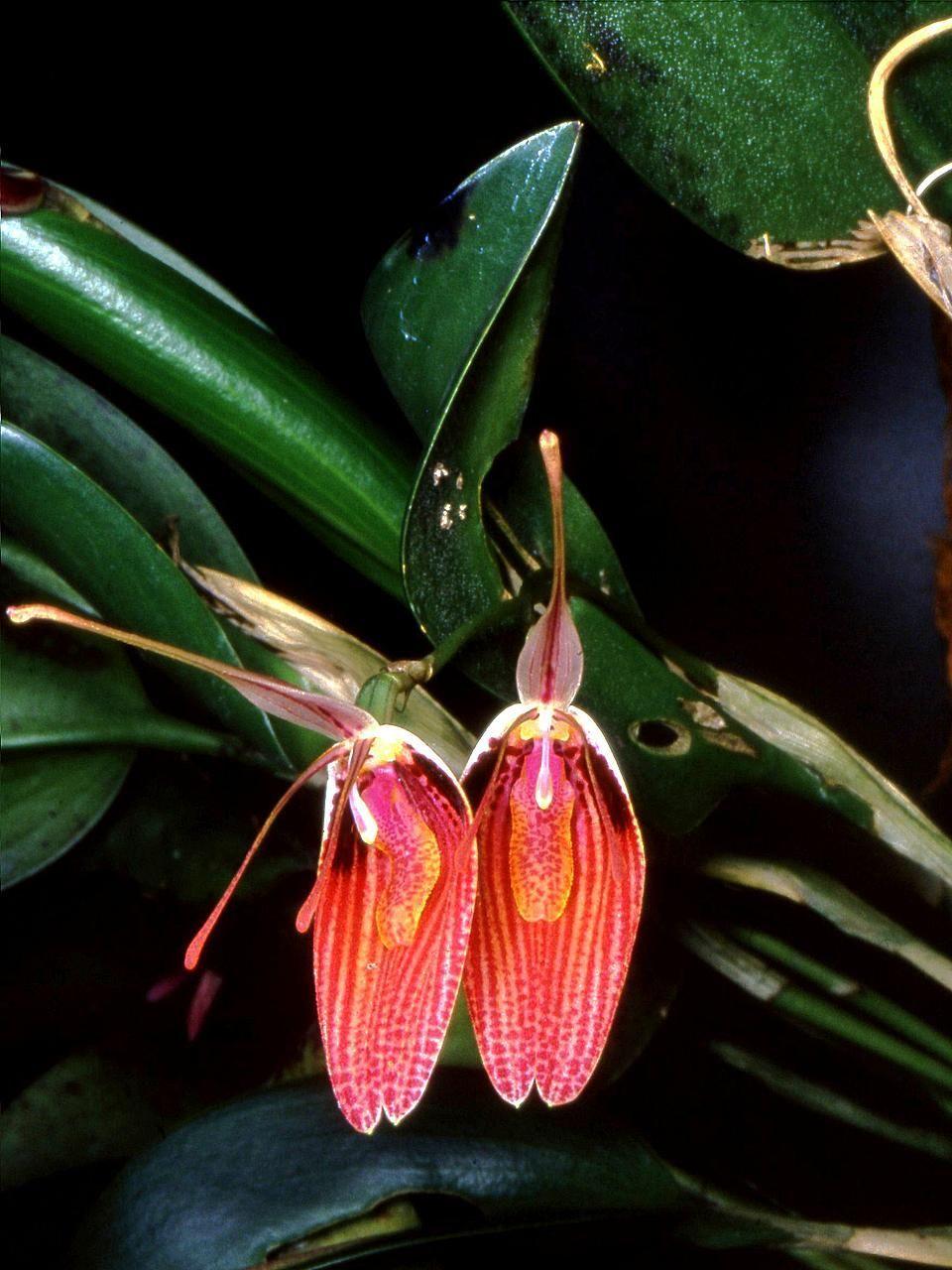 Orchid (Restrepia sanguinea) - Garden.org