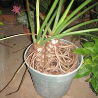 Photo of the roots of Tree Philodendron (Philodendron bipinnatifidum ...