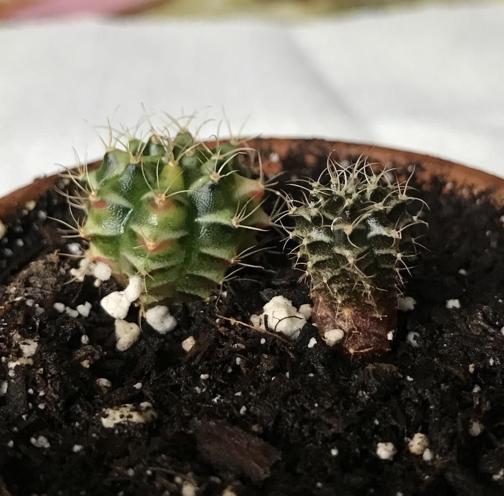 First cactus from seed, my two oddballs - CactiGuide.com
