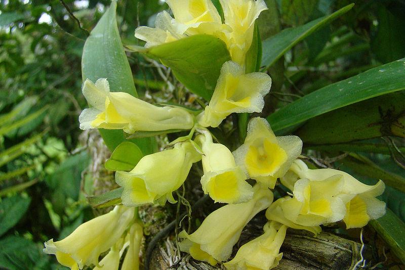 Orchid (Rodriguezia compacta) - Garden.org