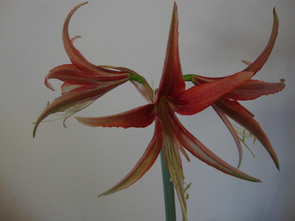 Photo of the bloom of Amaryllis (Hippeastrum cybister 'La Paz') posted ...