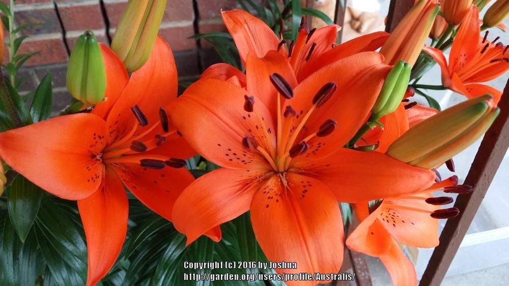 Lily (Lilium 'Tresor') in the Lilies Database - Garden.org