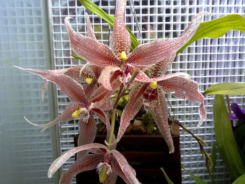 Orchid (Paphinia herrerae) - Garden.org