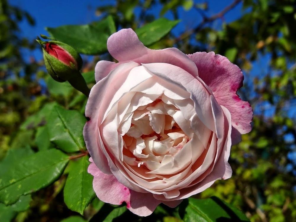 Photo of the bloom of Rose (Rosa 'Madame Pierre Oger') posted by Orsola ...