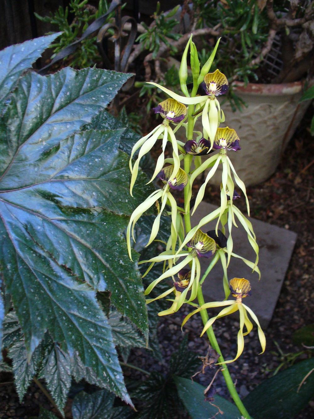 Photo of the bloom of Cockle-Shell Orchid (Prosthechea cochleata ...