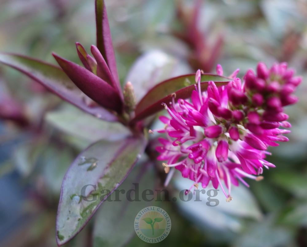 Evergreen Veronica (Veronica Raspberry Ripple) in the Veronicas ...