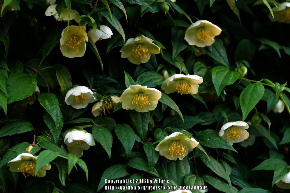 Mock Oranges: Plant Care and Collection of Varieties - Garden.org