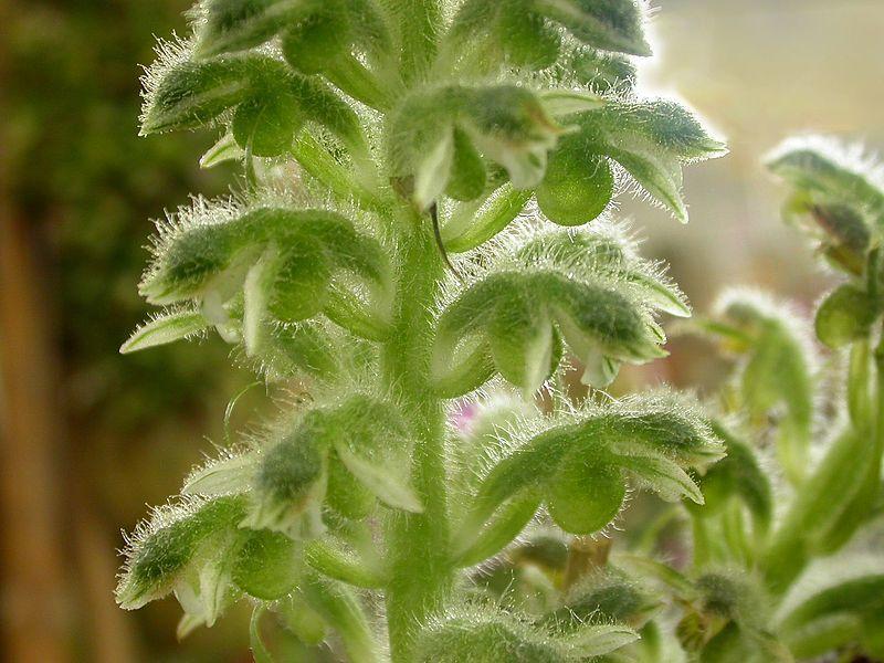 Orchid (Pelexia bonariensis) - Garden.org