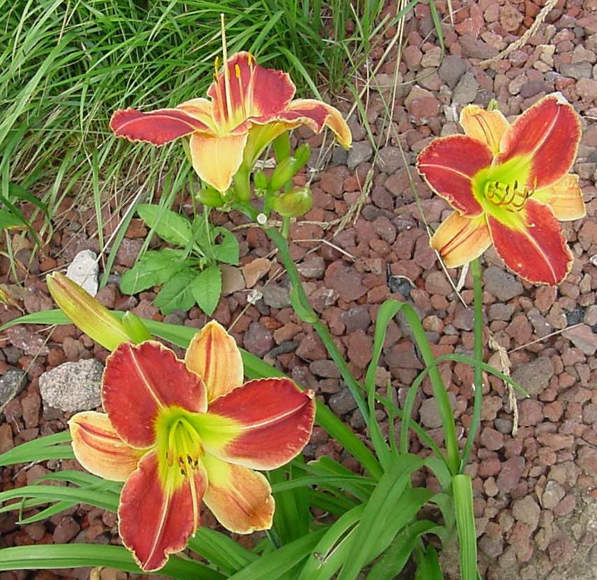 Daylily (Hemerocallis 'Bison Valentine') in the Daylilies Database ...
