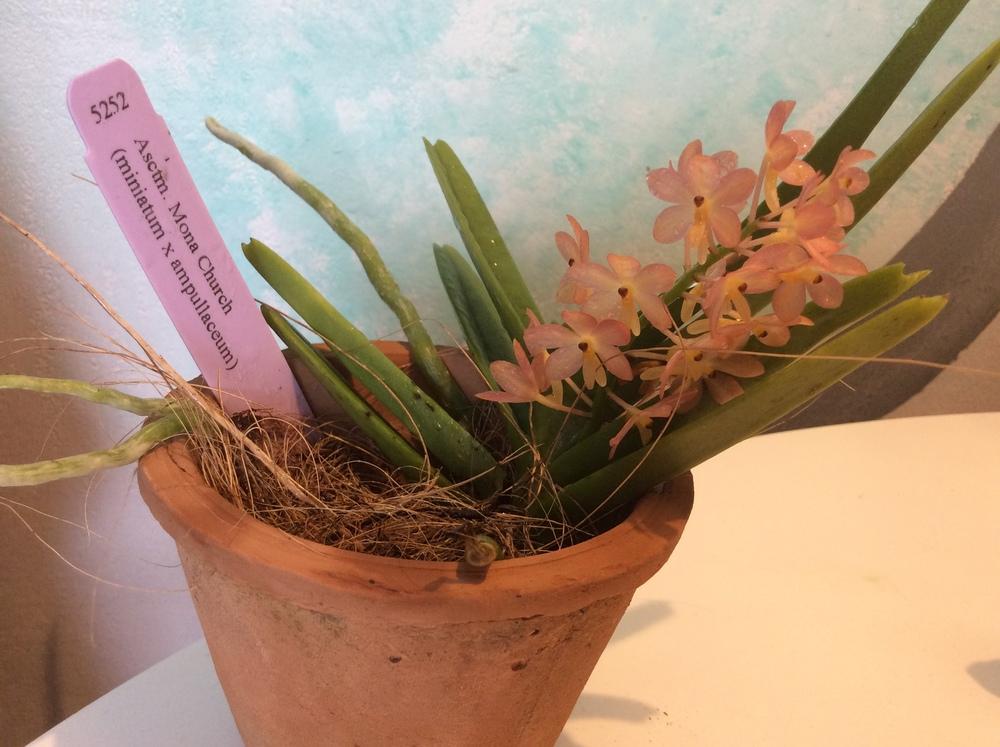 Photo of the entire plant of Orchid (Vanda Mona Church) posted by ...