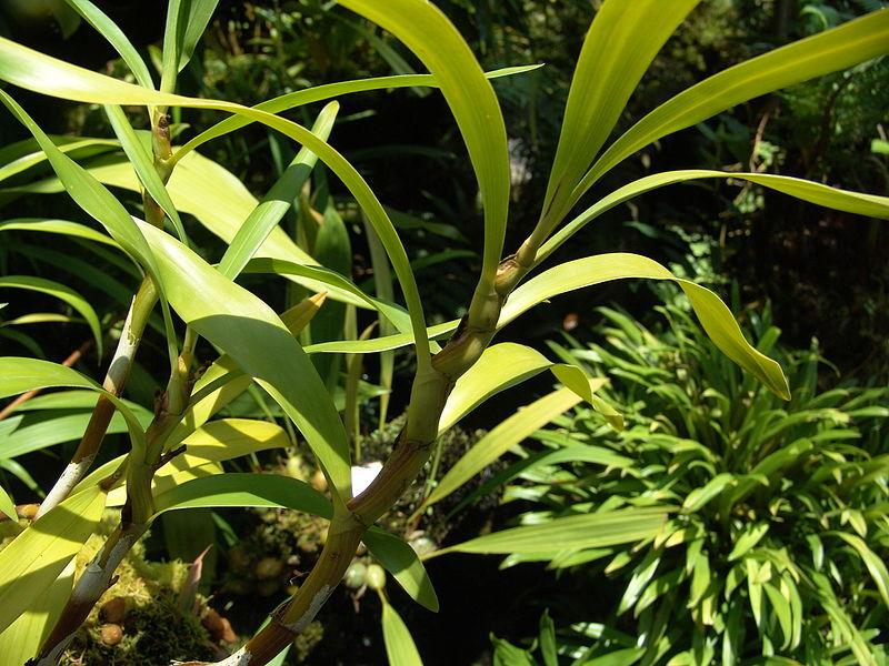 Orchid (Pinalia pachystachya) - Garden.org