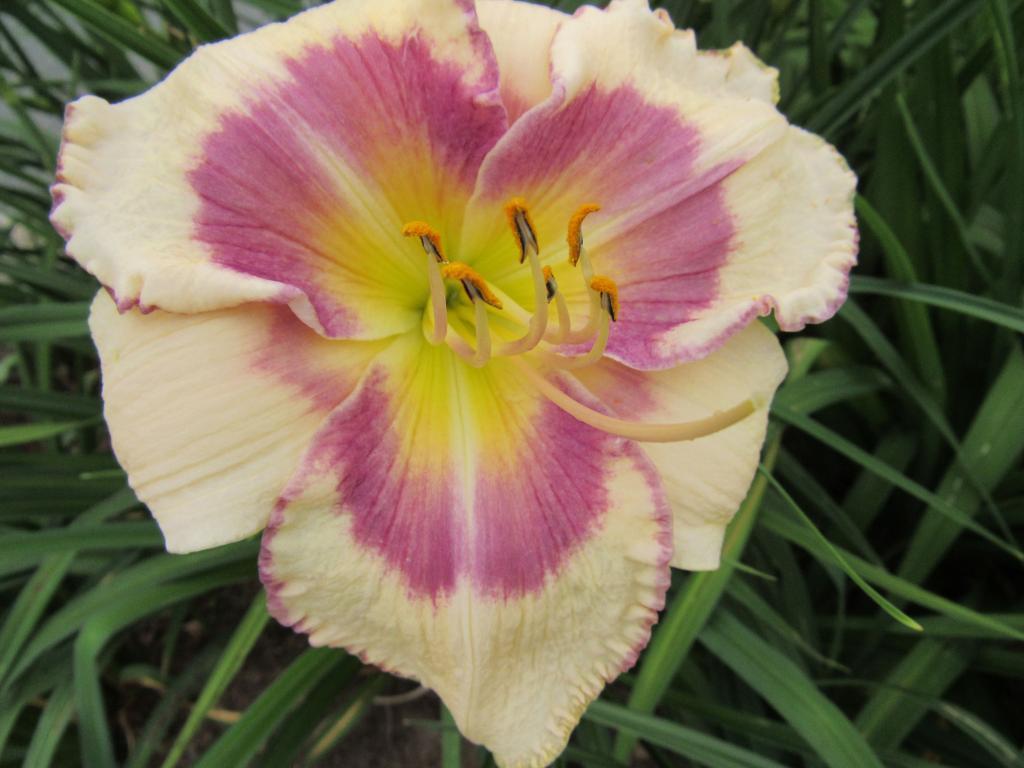Daylily (Hemerocallis 'Luscious Lavender Lips') in the Daylilies Database - Garden.org
