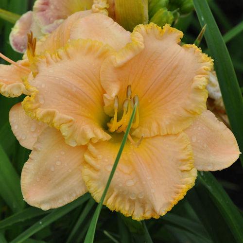 Daylily (Hemerocallis 'An Old Fashioned Waltz') in the Daylilies ...
