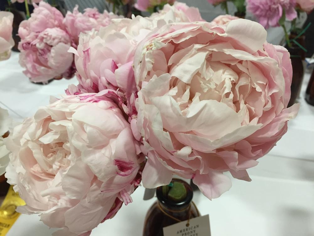 Viewing post #1332066 by LizinElizabeth - Garden.org