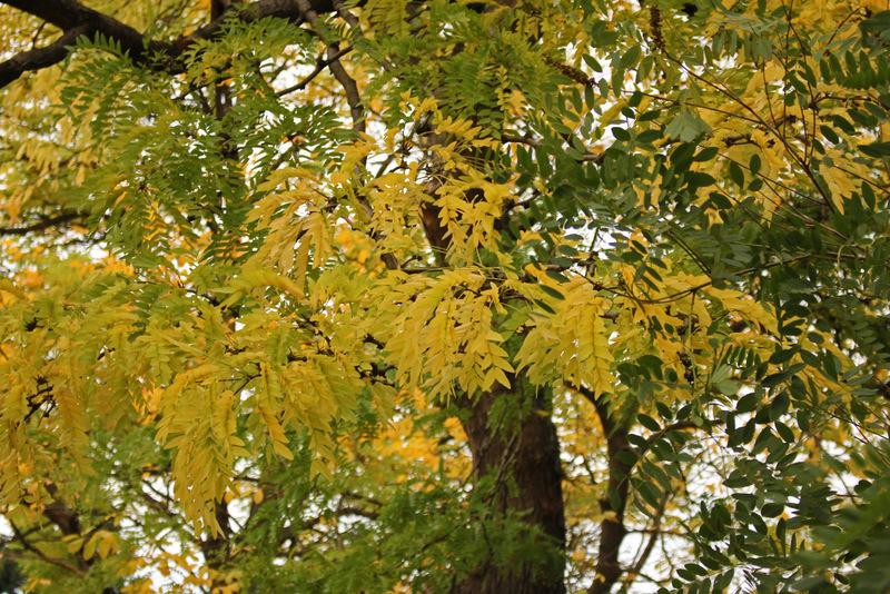 Photo of the fall color of Honey Locust (Gleditsia triacanthos) posted ...