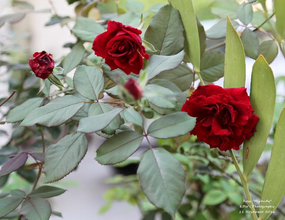 Photo of the leaves of Rose (Rosa 'Mirandy') posted by kbw664 - Garden.org