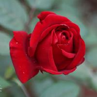 Rose (Rosa 'Mirandy') in the Roses Database - Garden.org